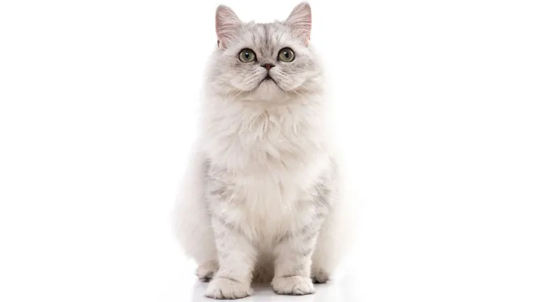 Steckbrief Perserkatze