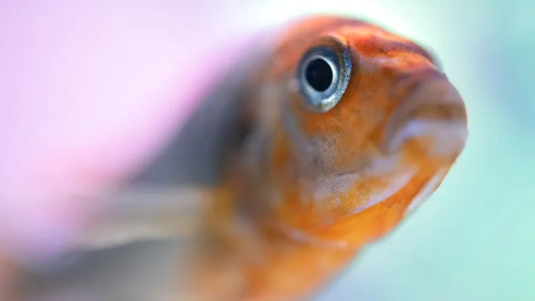 Steckbrief Labidochromis hongi sweden