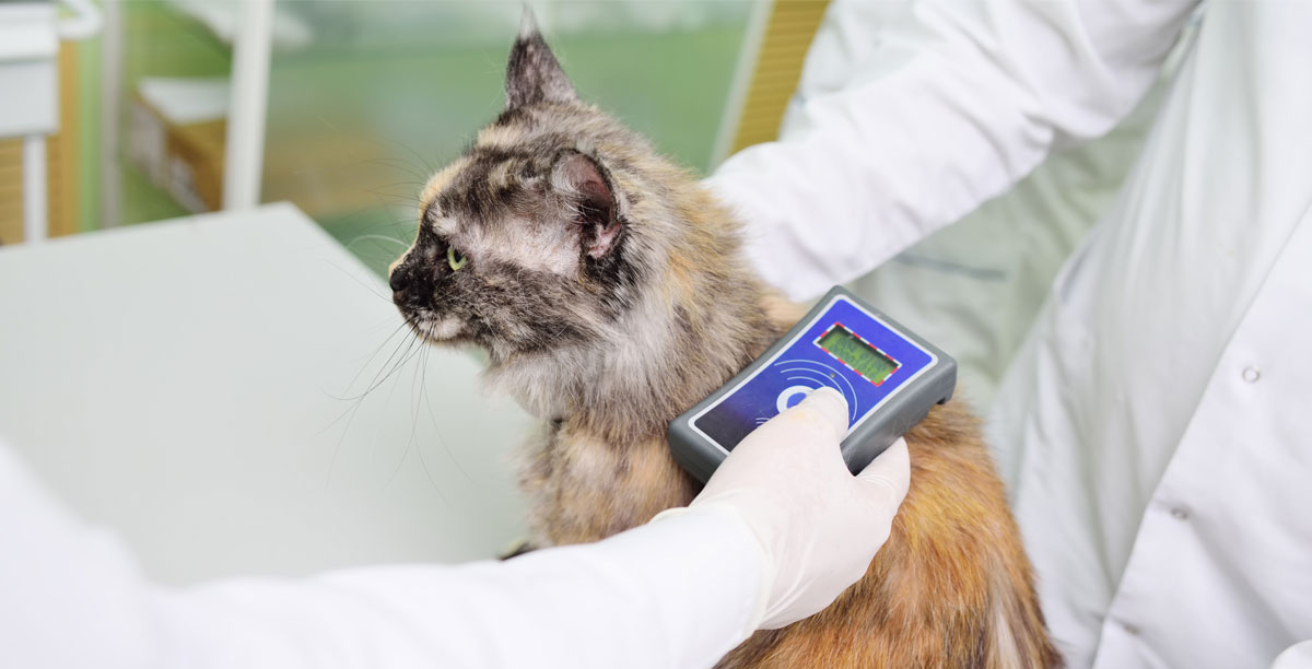 Katze entlaufen – was tun? Katze entlaufen – was tun?