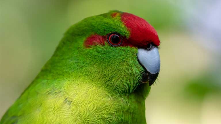 Steckbrief Ziegensittich