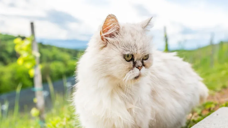 Steckbrief Perserkatze