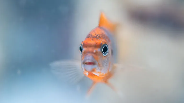 Steckbrief Labidochromis hongi sweden